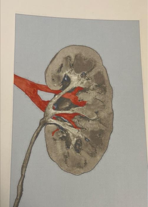 Solved Label in red | Chegg.com