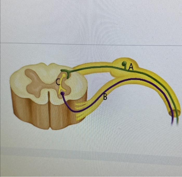 Solved True False 1 point Match the labeled structures. | Chegg.com