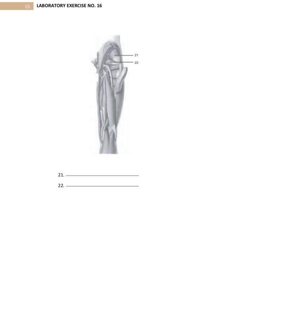 Solved 6 LABORATORY EXERCISE NO. 16 4. 5. 6 7 8 9 Identify | Chegg.com
