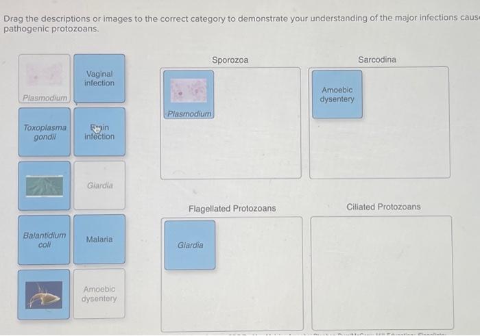 Solved Drag the descriptions or images to the correct | Chegg.com