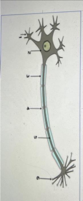 Solved **a)What type of neuron is this? **b) Location of | Chegg.com