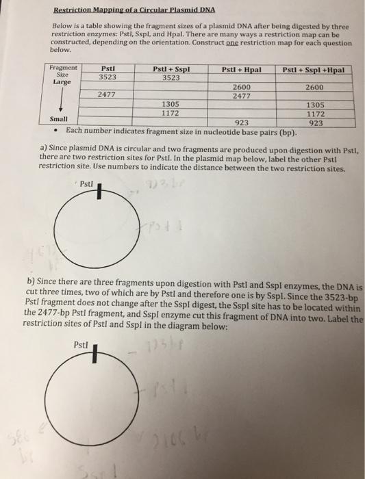 Solved Restriction Mapping ola Circular Plasmid DNA Below is | Chegg.com