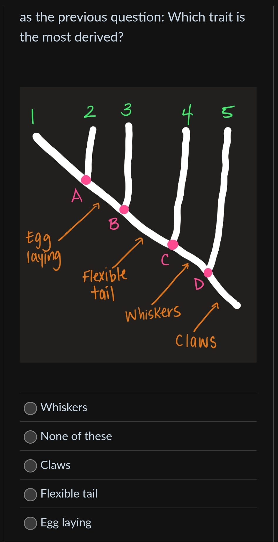 Solved Which trait is the most derived?WhiskersNone of | Chegg.com