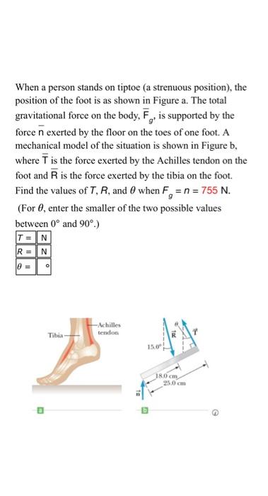 Solved When a person stands on tiptoe (a strenuous | Chegg.com