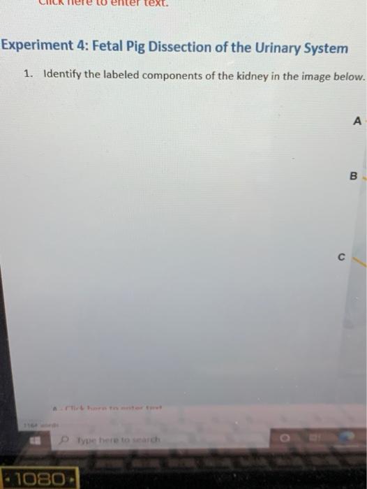 Solved Experiment 4: Fetal Pig Dissection of the Urinary | Chegg.com