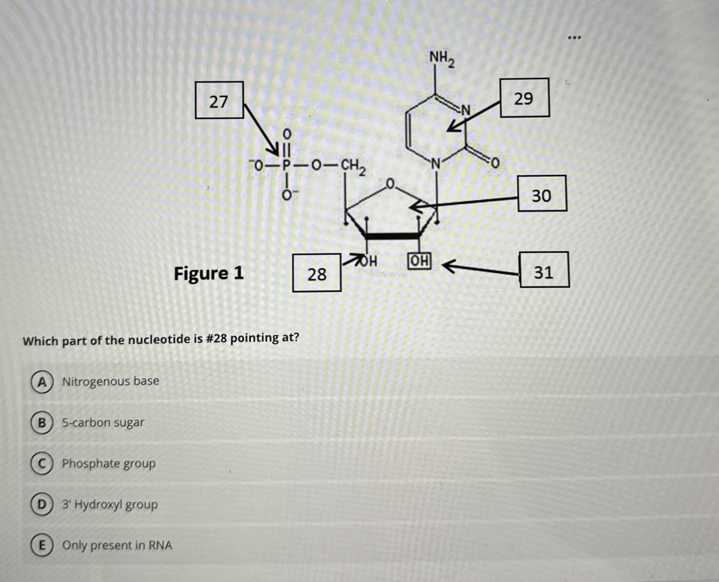 Solved Which part of the nucleotide is #28 ﻿pointing | Chegg.com