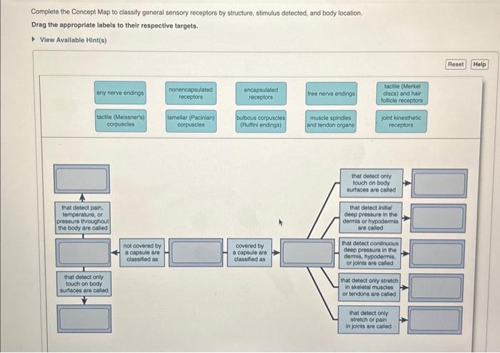 Solved Complete the Concept Map to classily general sensory | Chegg.com