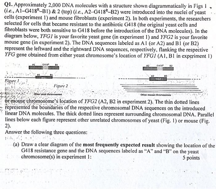 Solved Q1. Approximately 2,000 DNA molecules with a | Chegg.com