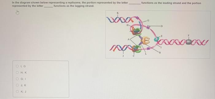 Solved In the diagram shown below representing a replisome, | Chegg.com