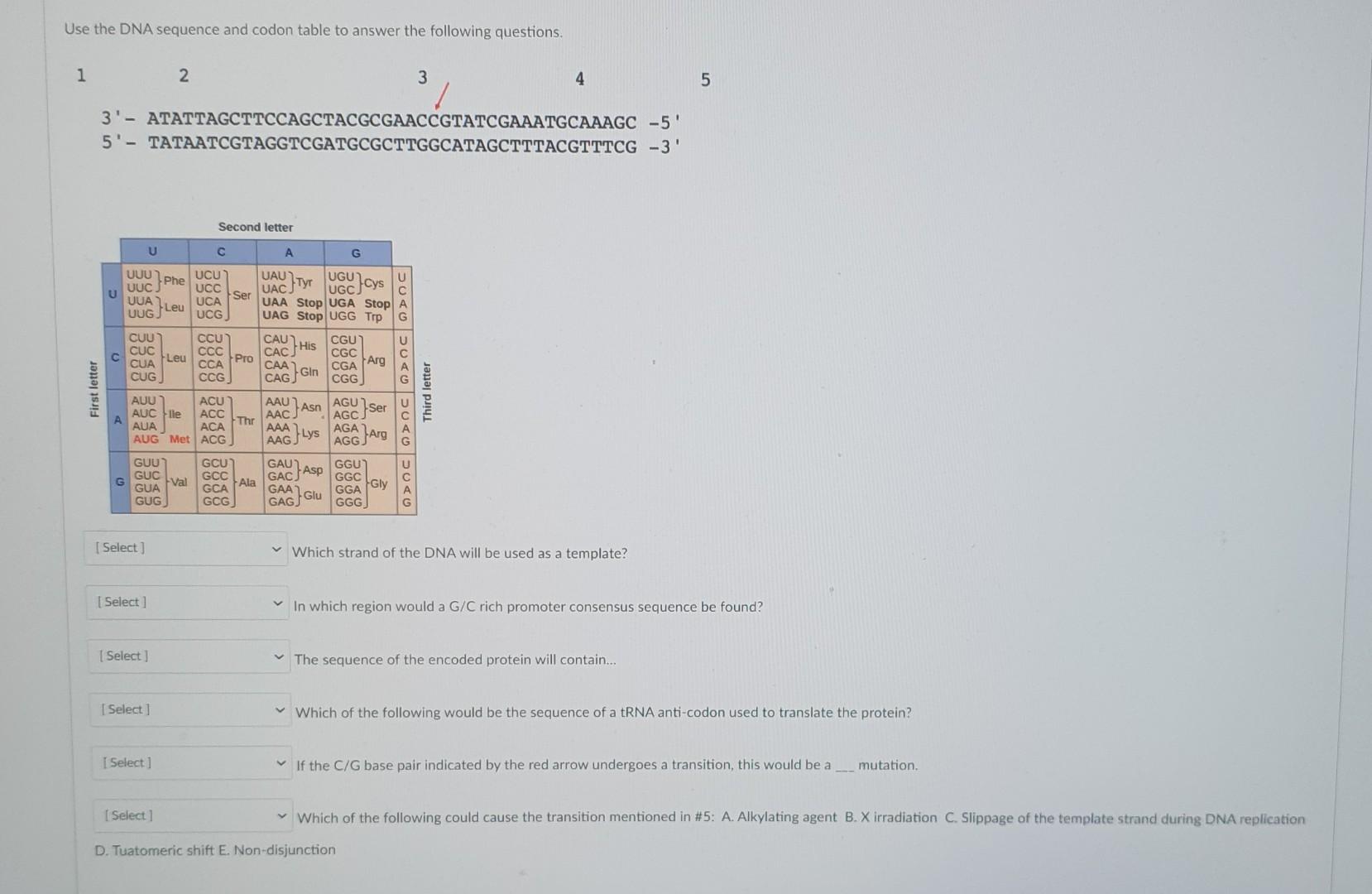 Use the DNA sequence and codon table to answer the | Chegg.com
