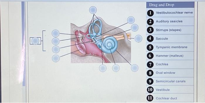 Solved 12 Anvil (incus) | Chegg.com