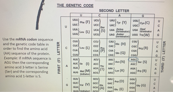 Solved DNA Coding 5' ATG GAG AAT GAT GAA CTT ATT GCT AAC 3' | Chegg.com