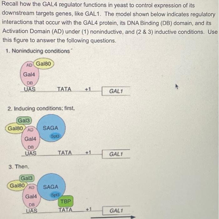 Solved Recall how the GAL4 regulator functions in yeast to | Chegg.com
