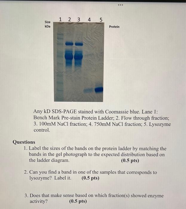 Solved Any kD SDS-PAGE stained with Coomassie blue. Lane 1: | Chegg.com