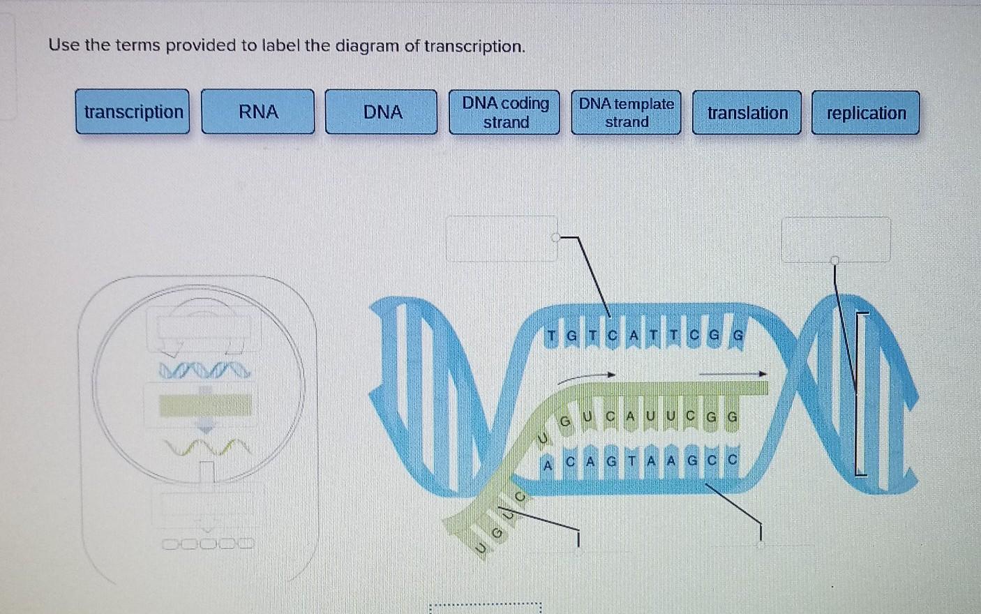 Solved Use the terms provided to label the diagram of | Chegg.com