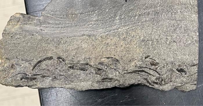 Solved can you answer the questions for each rock:*Dunham | Chegg.com