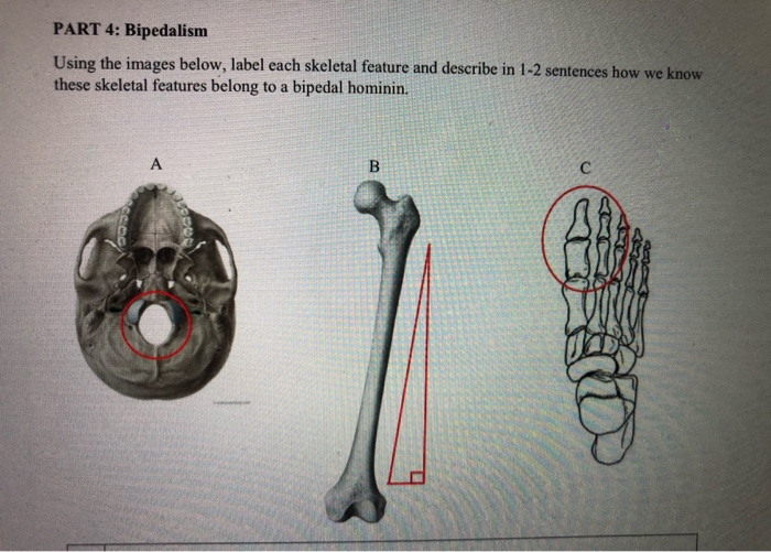 Solved PART 4: Bipedalism Using the images below, label each | Chegg.com