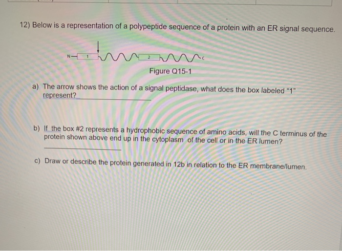Solved 12) Below is a representation of a polypeptide | Chegg.com