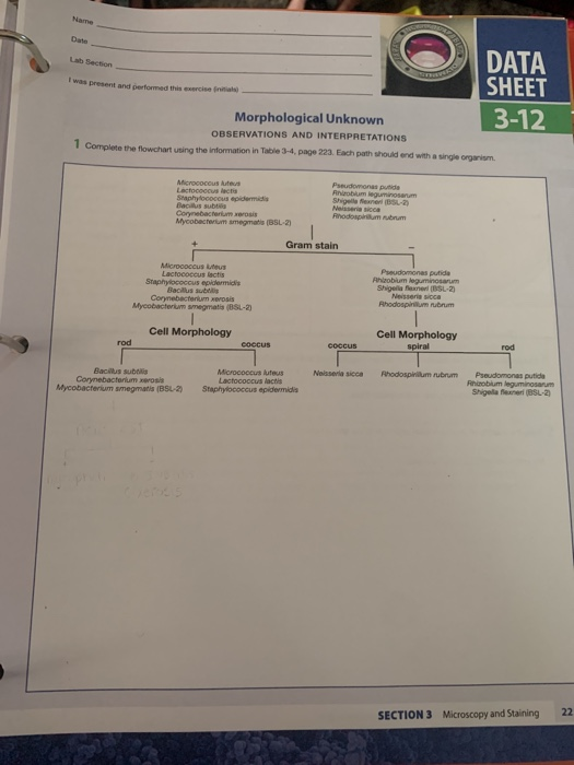 Solved DATA SHEET 3-12 Morphological Unknown OBSERVATIONS | Chegg.com