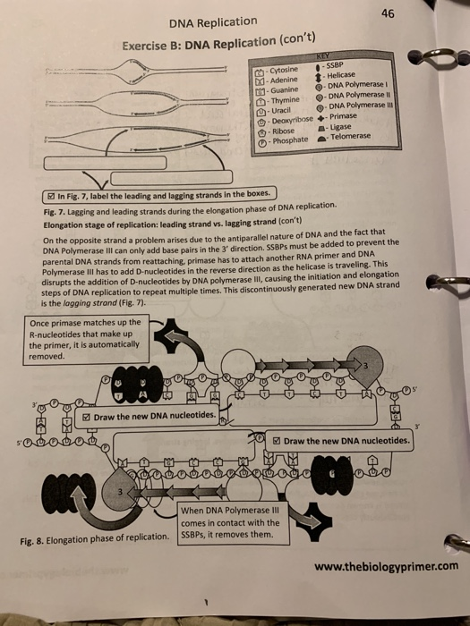 Solved 46 DNA Replication Exercise B: DNA Replication | Chegg.com
