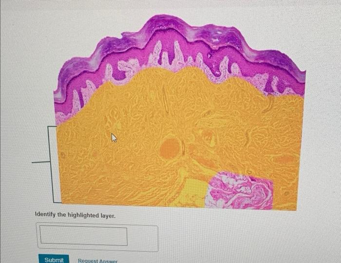 Solved Identify the highlighted layer. Submit Request Answer | Chegg.com