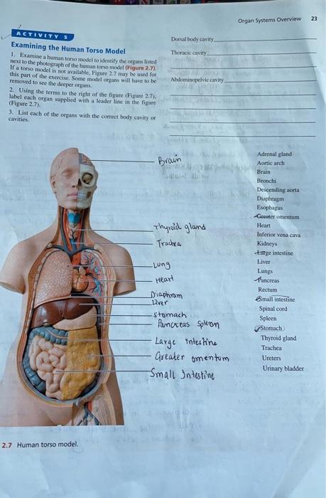 Solved 23 Organ Systems Overview Docal body cavity Thoracic | Chegg.com