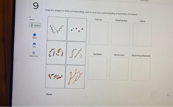 Solved 9 Drag the images to the corresponding class to test | Chegg.com