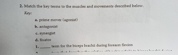 Solved 2. Match the key terms to the muscles and movements | Chegg.com
