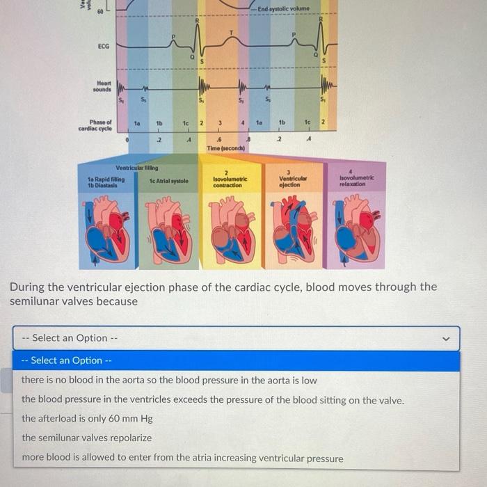 Solved Ver WA End-systolic volume ish ECG Heart sounds 5, S | Chegg.com