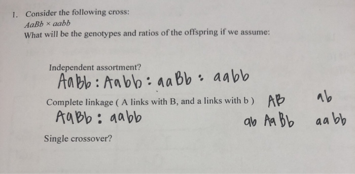 Solved 1. Consider the following cross: AaBb x aabb What | Chegg.com