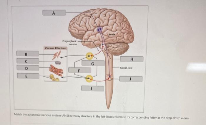 Solved Matos the autonomic nervous system (ANS) pathway | Chegg.com