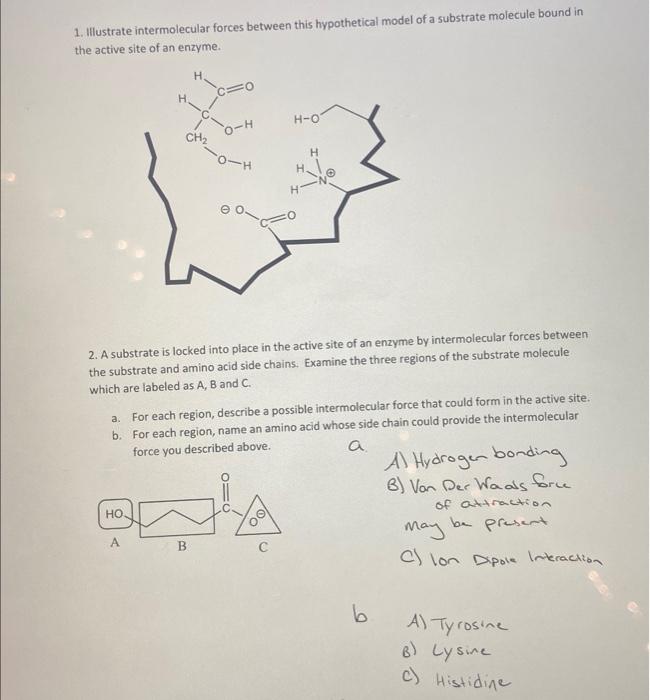Solved 1. Illustrate intermolecular forces between this | Chegg.com