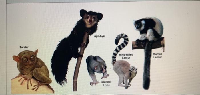 Solved Aye-Aye Tarsler Ringtailed Lemur Ruffed Lemur Slender | Chegg.com