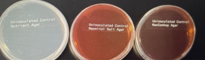 Mannitol Salt Agar Uninoculated