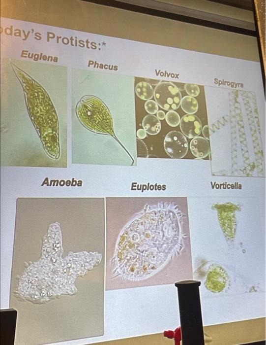 Solved day's Protists:* Euglena Phacus Amooba Euplotes | Chegg.com