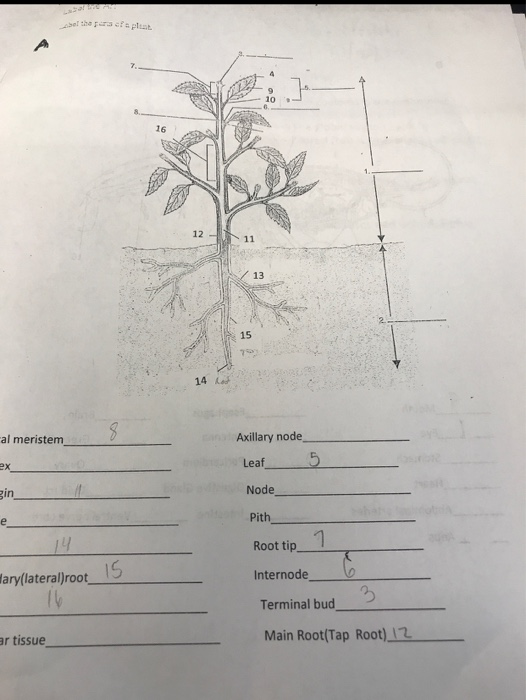 al meristem gin Axillary node Leaf_ 5 Node. Pith Root | Chegg.com