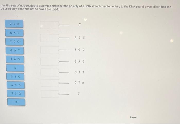 Solved Ise the sets of nucleotides to assemble and label the | Chegg.com