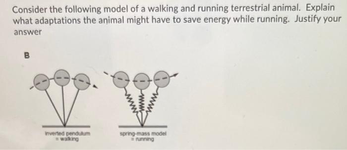 Solved Consider the following model of a walking and running | Chegg.com