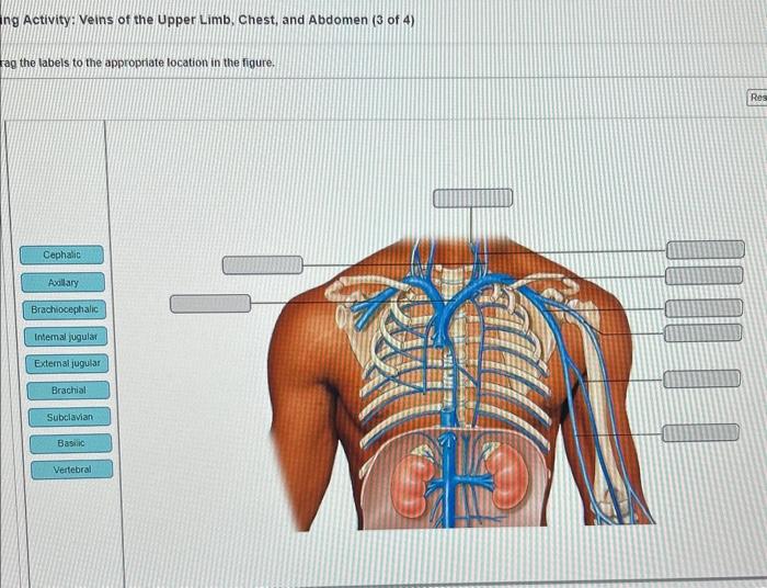 Solved ing Activity: Veins of the Upper Limb, Chest, and | Chegg.com