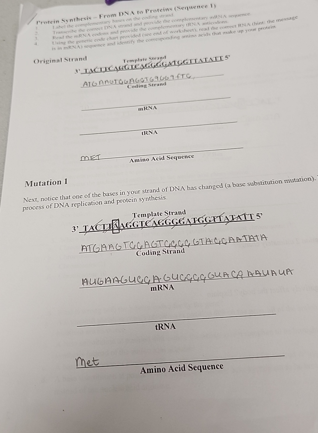 Solved Protcin Synthesis - ﻿From DNA to Proteins (Sequence | Chegg.com