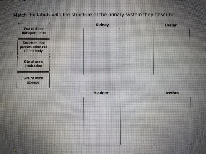 Solved Match the labels with the structure of the urinary | Chegg.com