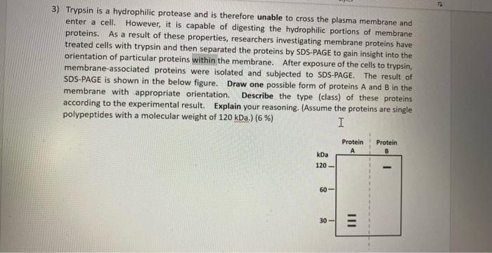 Solved 3) Trypsin is a hydrophilic protease and is therefore | Chegg.com