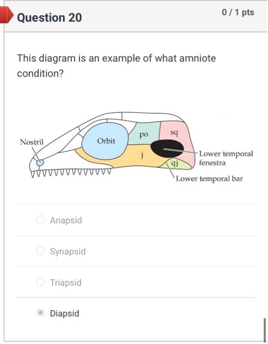 Solved This diagram is an example of what amniote condition? | Chegg.com