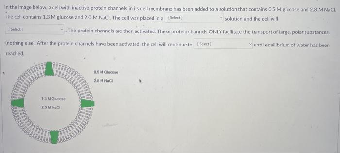 In the image below, a cell with inactive protein | Chegg.com