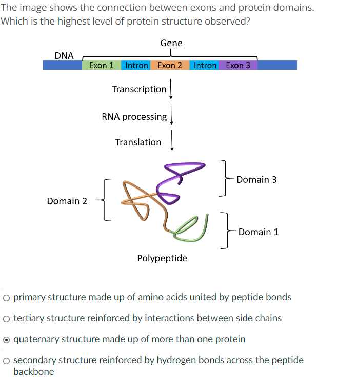 Solved The image shows the connection between exons and | Chegg.com