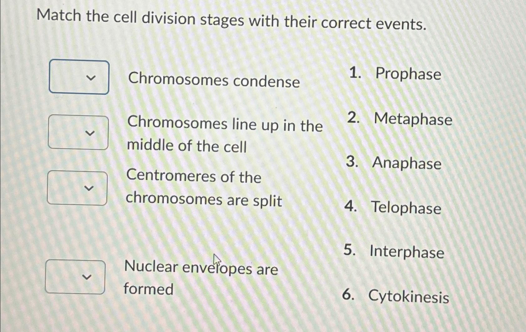 Solved Match the cell division stages with their correct | Chegg.com