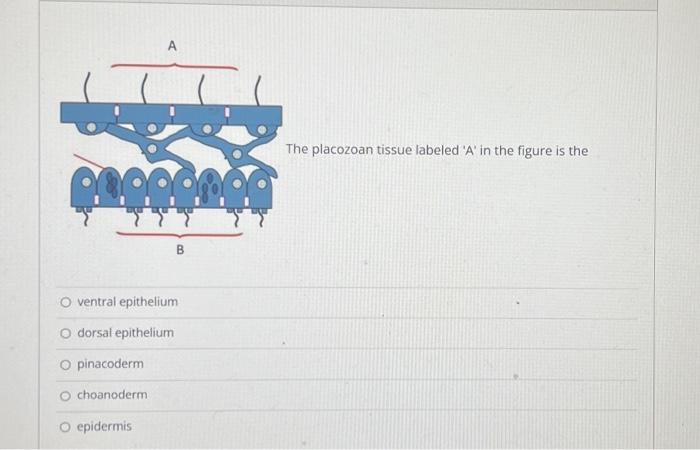 Solved The placozoan tissue labeled ' A ' in the figure is | Chegg.com