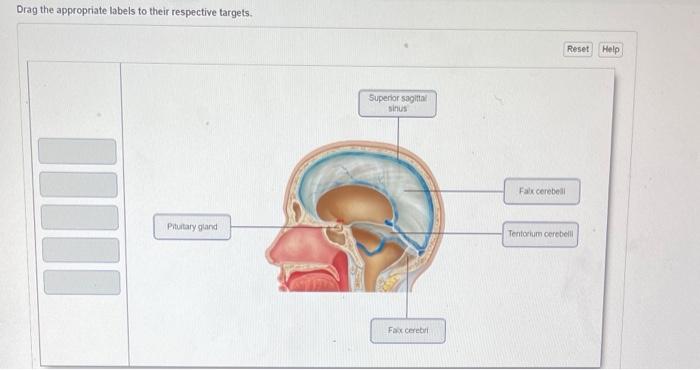 Solved Drag the appropriate labels to their respective | Chegg.com