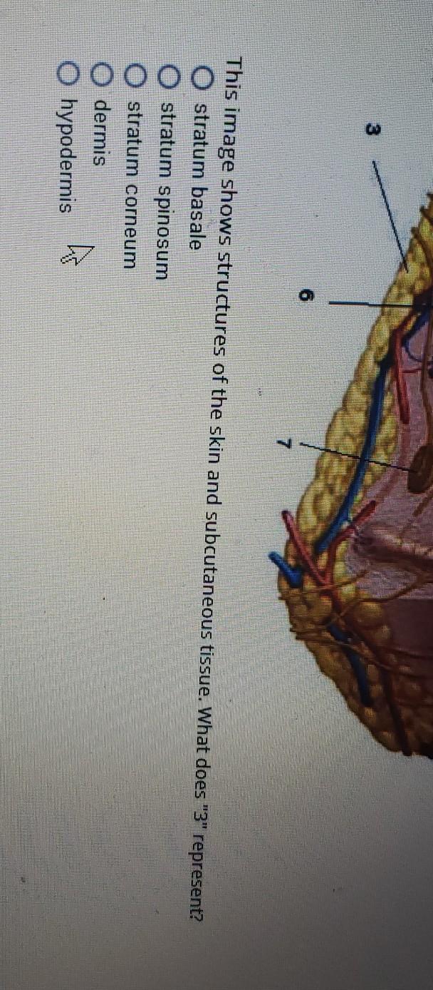 Solved 2 5 3 ho 6 7 This image chauic structures of the clin | Chegg.com