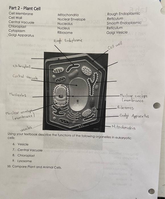 Solved 6. Vesicle 7. Central Vacuole 8. Chloroplast 9. | Chegg.com